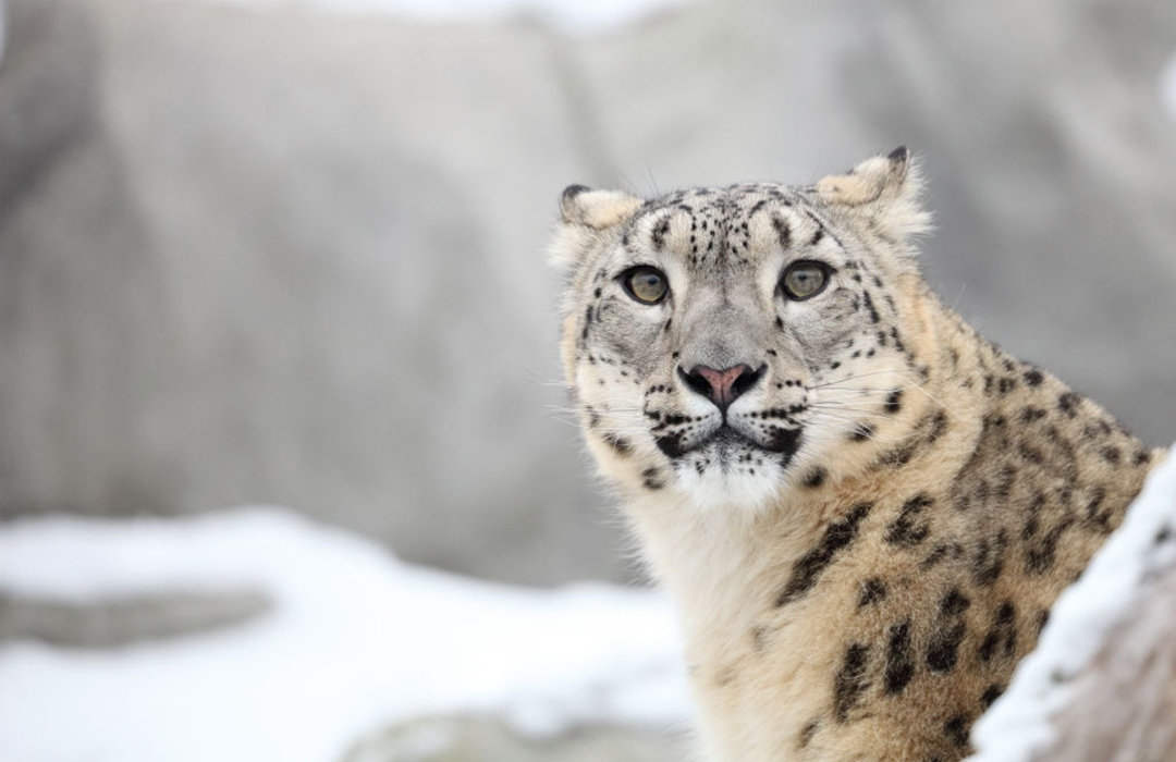 Snow leopard group itinerary - Namaah Travel
